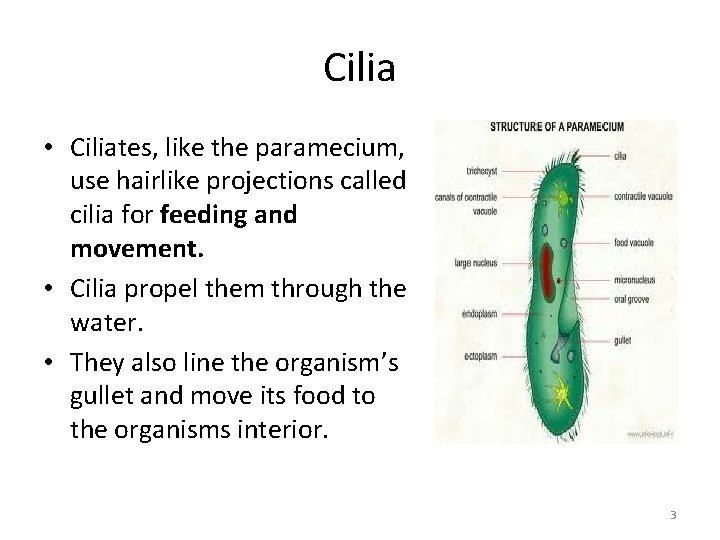 Adaptations of Unicellular Organisms 1 2 3 Explain