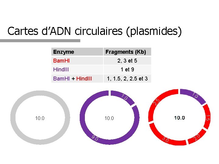 Biologie Molculaire Les enzymes de restriction Enzymes de