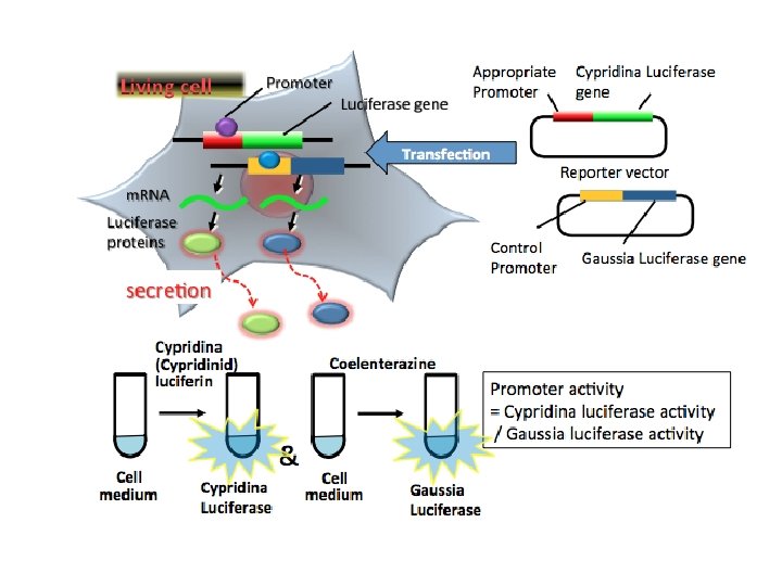 Luciferins and luciferases The common piddock A fluorescent