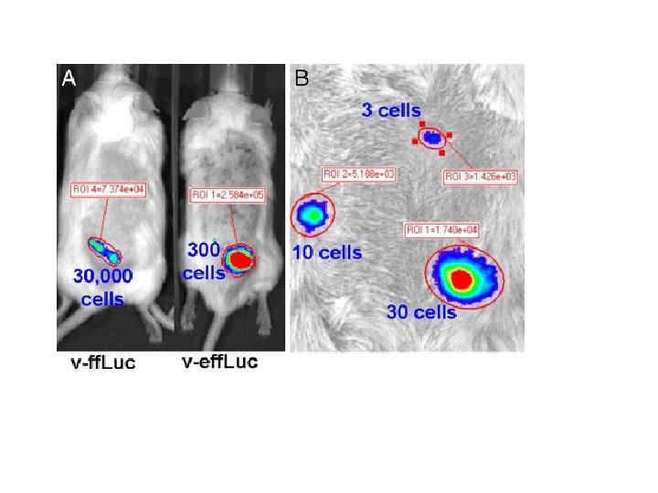 Luciferins and luciferases The common piddock A fluorescent