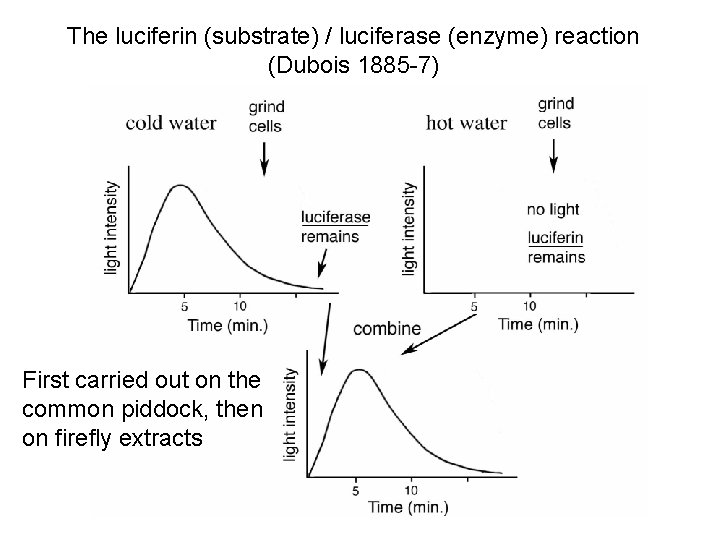 Luciferins and luciferases The common piddock A fluorescent