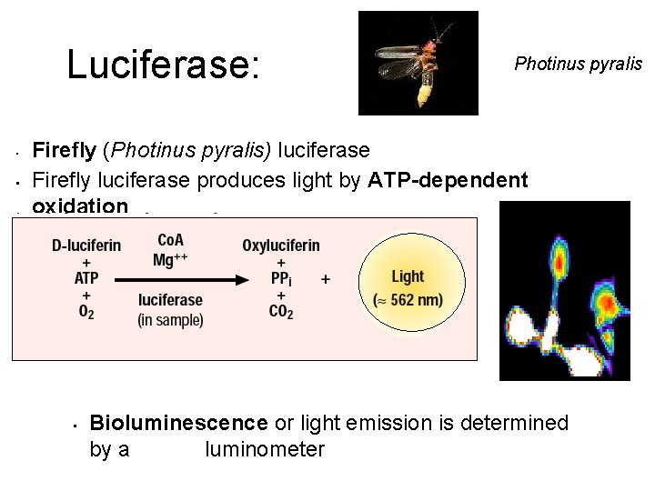 Luciferins and luciferases The common piddock A fluorescent