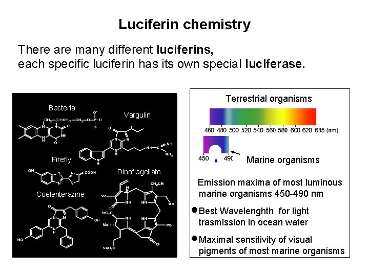 Luciferins and luciferases The common piddock A fluorescent