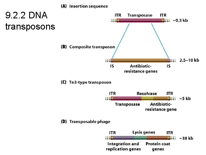 Chapter 9 Virus Genomes and Mobile Genetic Elements