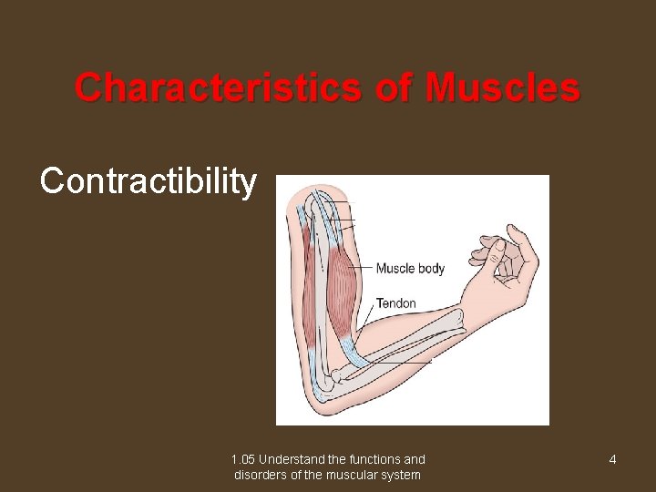1 05 Understand the characteristics of the muscular