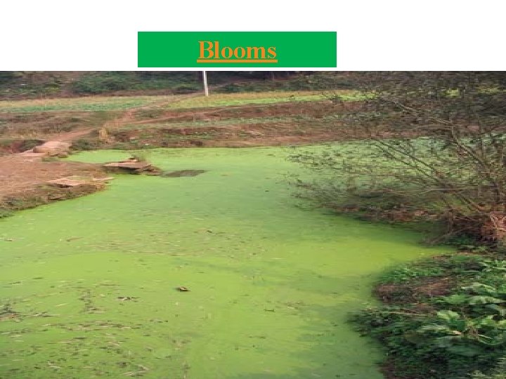 Algae An alga singular for algae is a