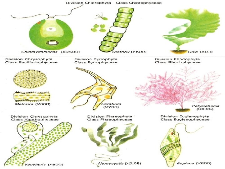 Algae An alga singular for algae is a
