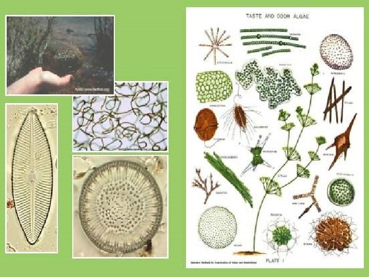 Algae An alga singular for algae is a