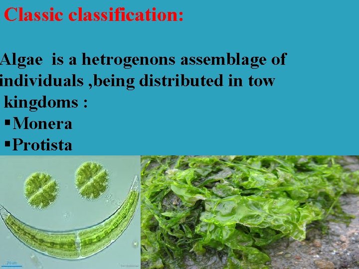 Algae An alga singular for algae is a