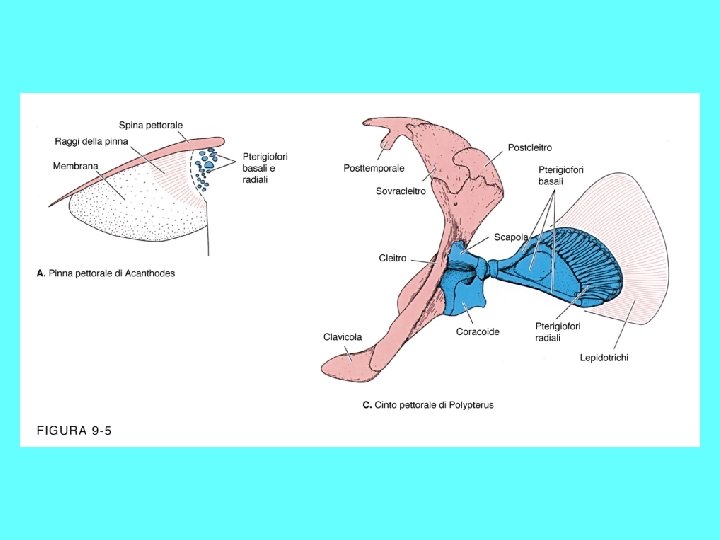 GLI OSTEITTI Osteitti aspetti generali Gli osteitti o
