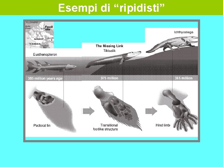 GLI OSTEITTI Osteitti aspetti generali Gli osteitti o