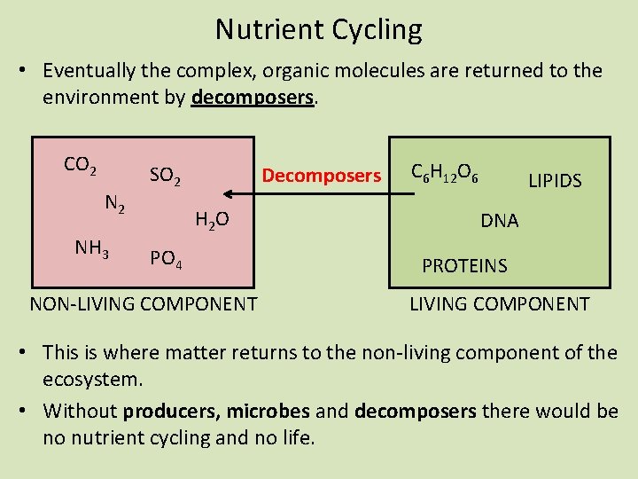 The Nitrogen Cycle Revision Learning Objectives To understand