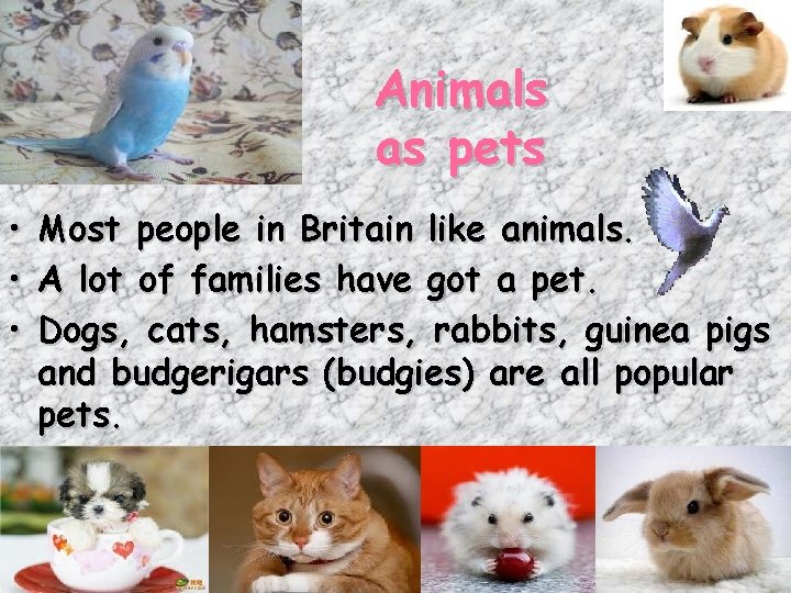 Animals Animals as pets Most people in Britain