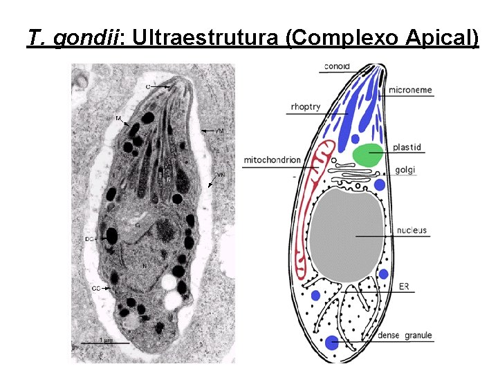 TOXOPLASMOSE Toxoplasma gondii Parasitologia Farmcia 2007 Toxoplasma gondii