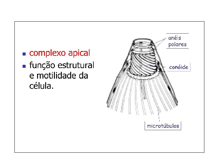 TOXOPLASMOSE Toxoplasma gondii Parasitologia Farmcia 2007 Toxoplasma gondii