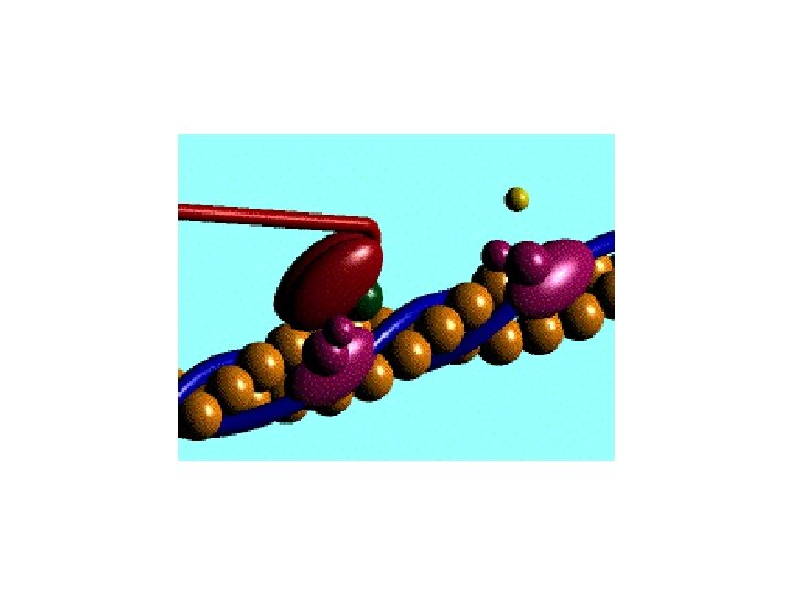 TOXOPLASMOSE Toxoplasma gondii Parasitologia Farmcia 2007 Toxoplasma gondii
