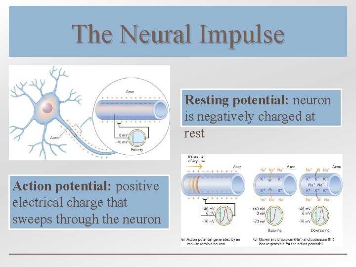 Chapter 2 The Brain and Behavior Divisions of