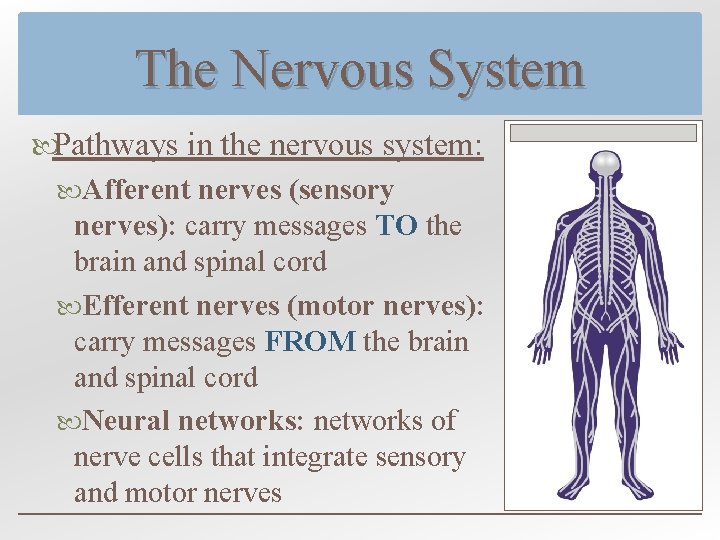 Chapter 2 The Brain and Behavior Divisions of