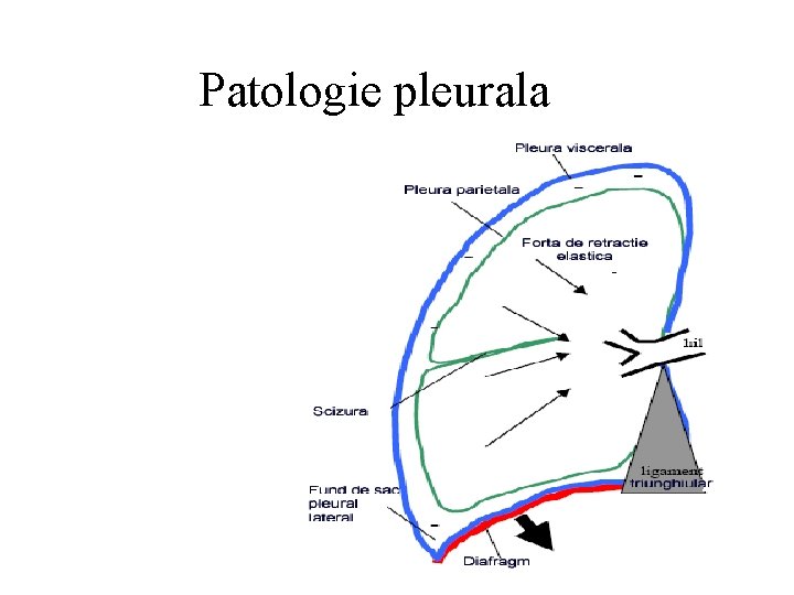 Patologie pleurala Rapel AnatomoFiziopatologic Seroasa compusa din doua