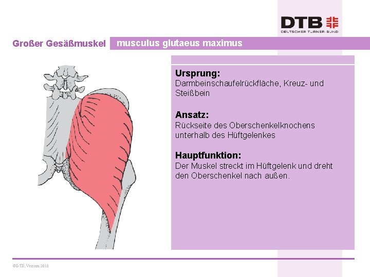 LendenDarmbeinmuskel musculus iliopsoas Ursprung Der Lendenmuskel ...