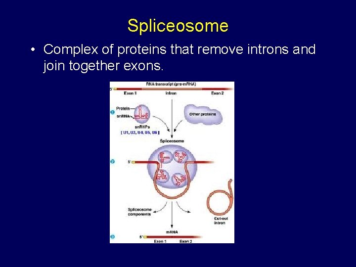 Protein Synthesis The information of DNA is in