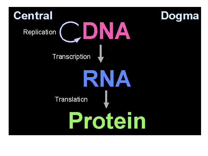 Vocabulary Key Terms DNA replication Codon Intron Exon