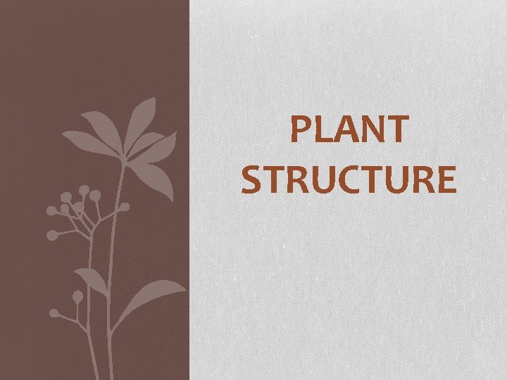 PLANT STRUCTURE There are many types of plants