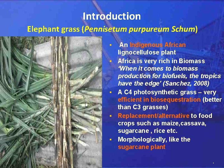 The Potential of Elephant Grass Pennisetum purpureum Schum