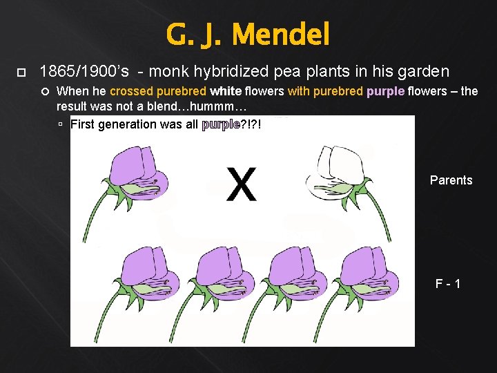Mendelian Genetics Exercise 9 pg 107 126 BSC