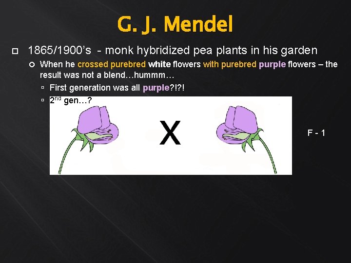 Mendelian Genetics Exercise 9 pg 107 126 BSC