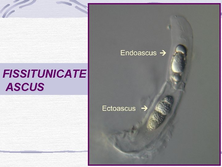 LOCULOASCOMYCETES IB 371 GENERAL MYCOLOGY LECTURE 25 THURSDAY