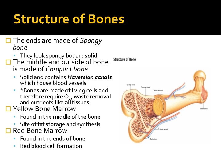 Chapter 36 Skeletal and Muscular Systems Skeletal System