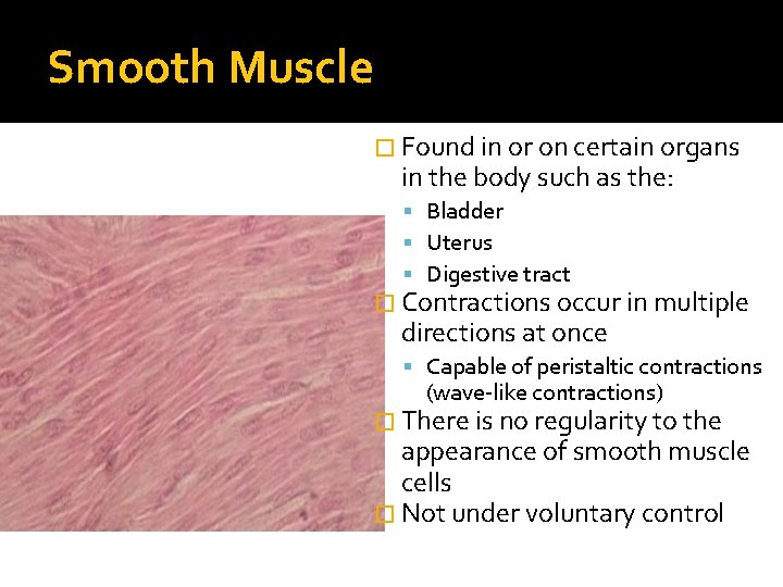 Chapter 36 Skeletal and Muscular Systems Skeletal System