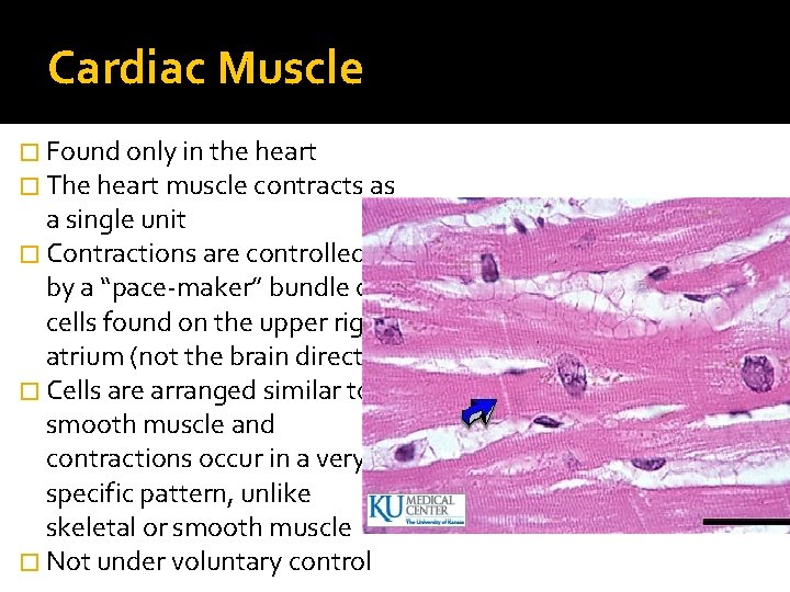 Chapter 36 Skeletal and Muscular Systems Skeletal System
