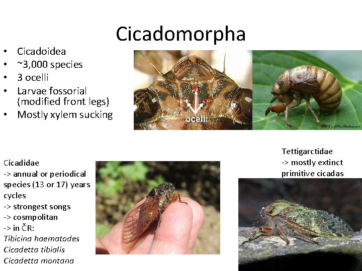 Heteroptera Auchenorrhyncha Coleorrhyncha Paraneoptera 10 of insect species