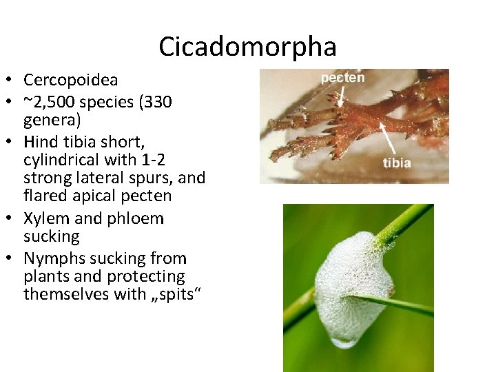 Heteroptera Auchenorrhyncha Coleorrhyncha Paraneoptera 10 of insect species