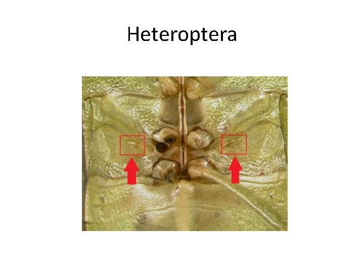 Heteroptera Auchenorrhyncha Coleorrhyncha Paraneoptera 10 of insect species