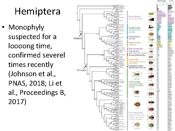 Heteroptera Auchenorrhyncha Coleorrhyncha Paraneoptera 10 of insect species