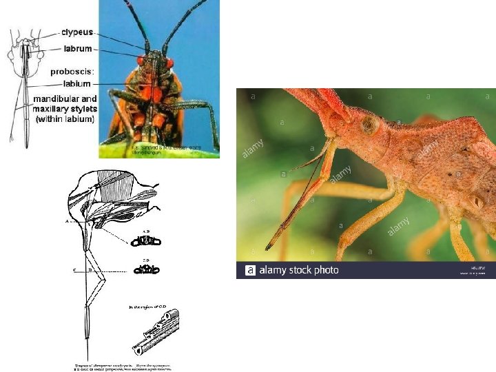 Heteroptera Auchenorrhyncha Coleorrhyncha Paraneoptera 10 of insect species