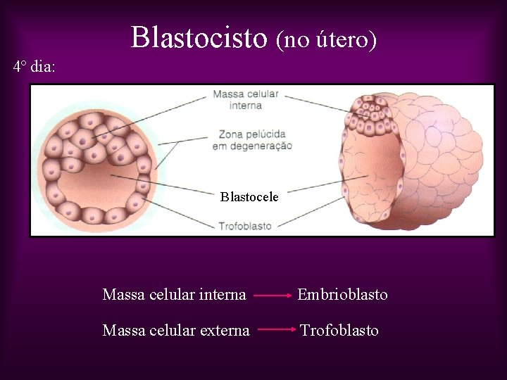 1 Semana do Desenvolvimento Embrionrio Da ovulao implantao
