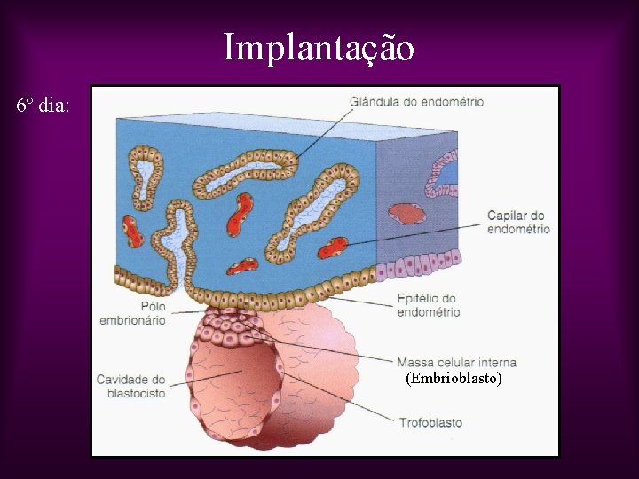 1 Semana do Desenvolvimento Embrionrio Da ovulao implantao