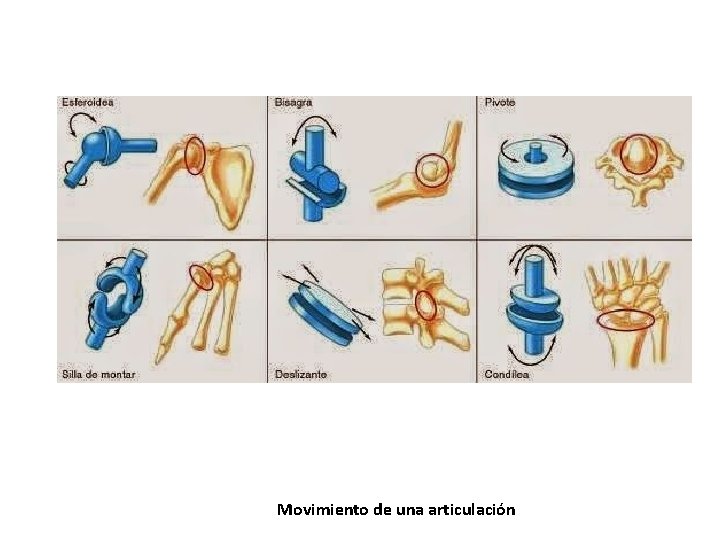 32 Anlisis De Los Movimientos Sistema Locomotor
