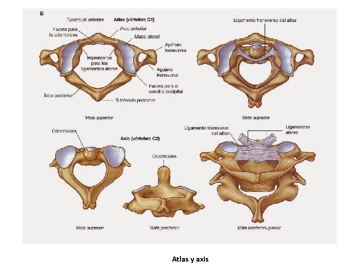 TEMA 2 ANATOMA Y FISIOLOGA DEL APARATO LOCOMOTOR