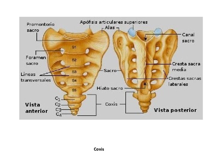 TEMA 2 ANATOMA Y FISIOLOGA DEL APARATO LOCOMOTOR