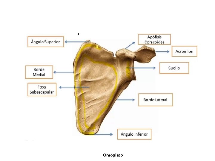 TEMA 2 ANATOMA Y FISIOLOGA DEL APARATO LOCOMOTOR