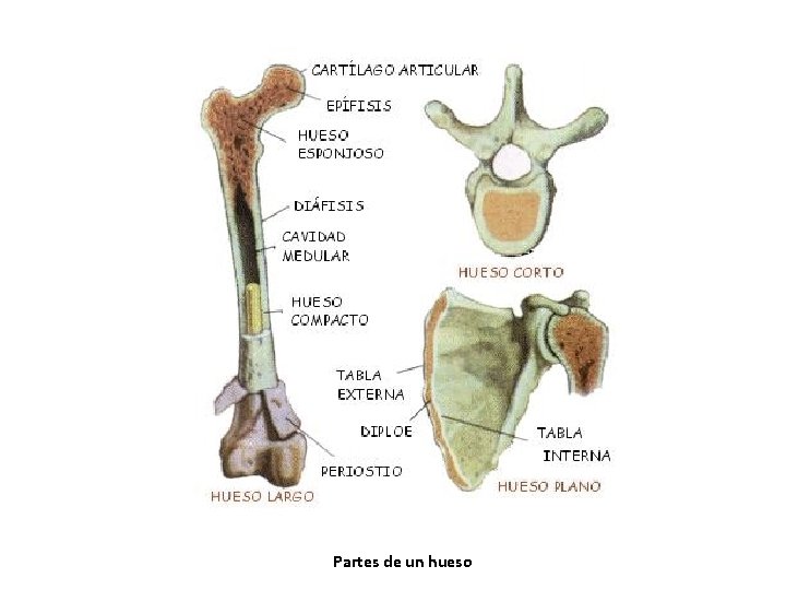TEMA 2 ANATOMA Y FISIOLOGA DEL APARATO LOCOMOTOR