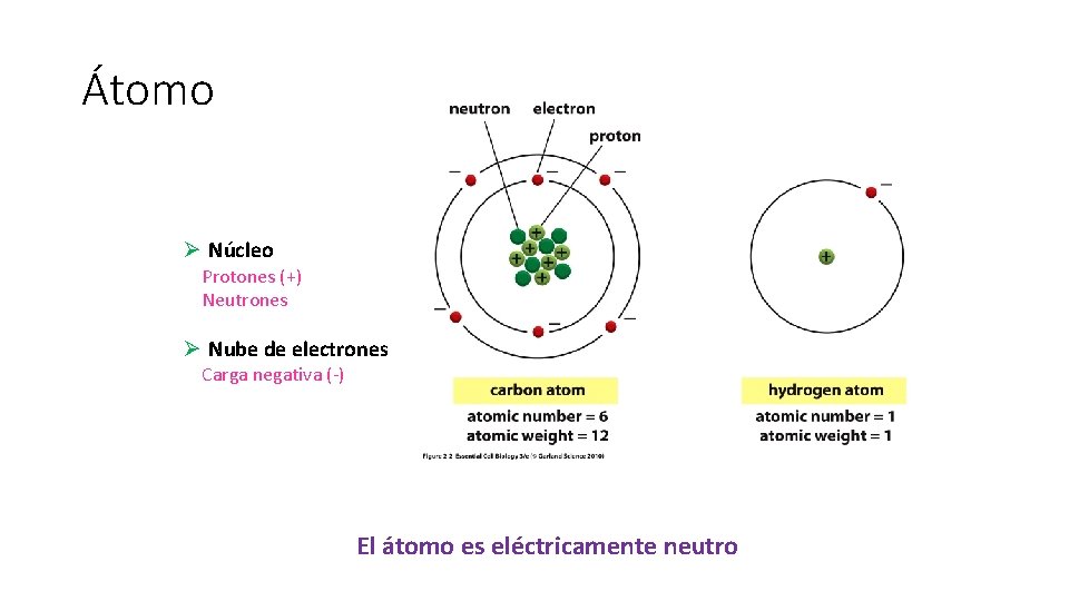 Introduccin a la Bioqumica Qumica orgnica y el
