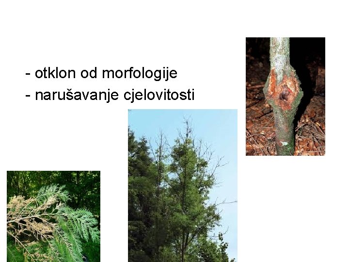 Nastavnik Iva Abramovi SS Otoac Zanimanje umarski tehniar