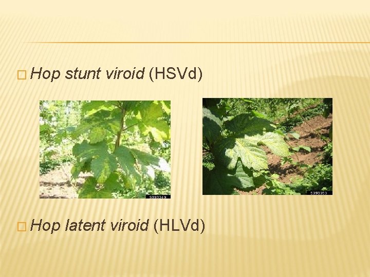 SUBVIROV PATOGENY Viroidy Satelitn RNA Priony Hepatitis delta