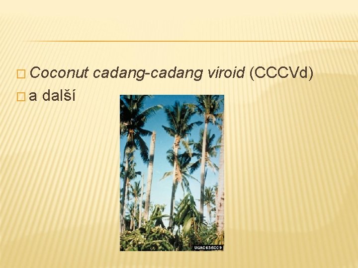 SUBVIROV PATOGENY Viroidy Satelitn RNA Priony Hepatitis delta
